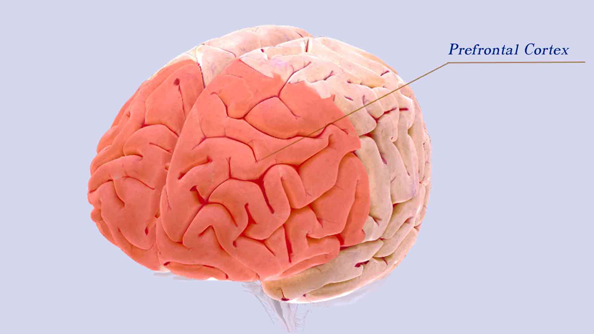 Neurofeedback management of the Anxiety Disorders